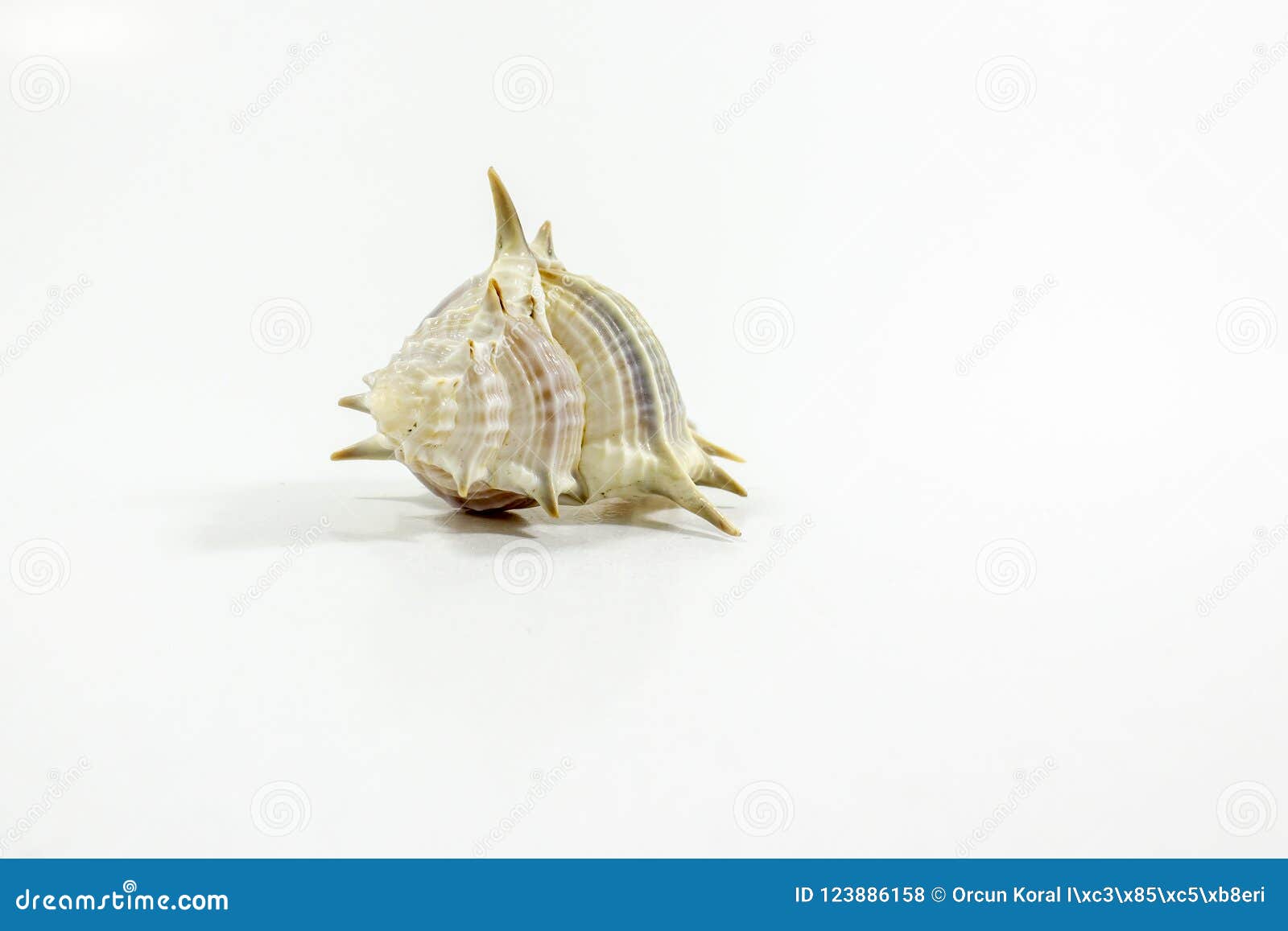 Perspective Close-up Clear Shot of Beautiful Seashell with White ...