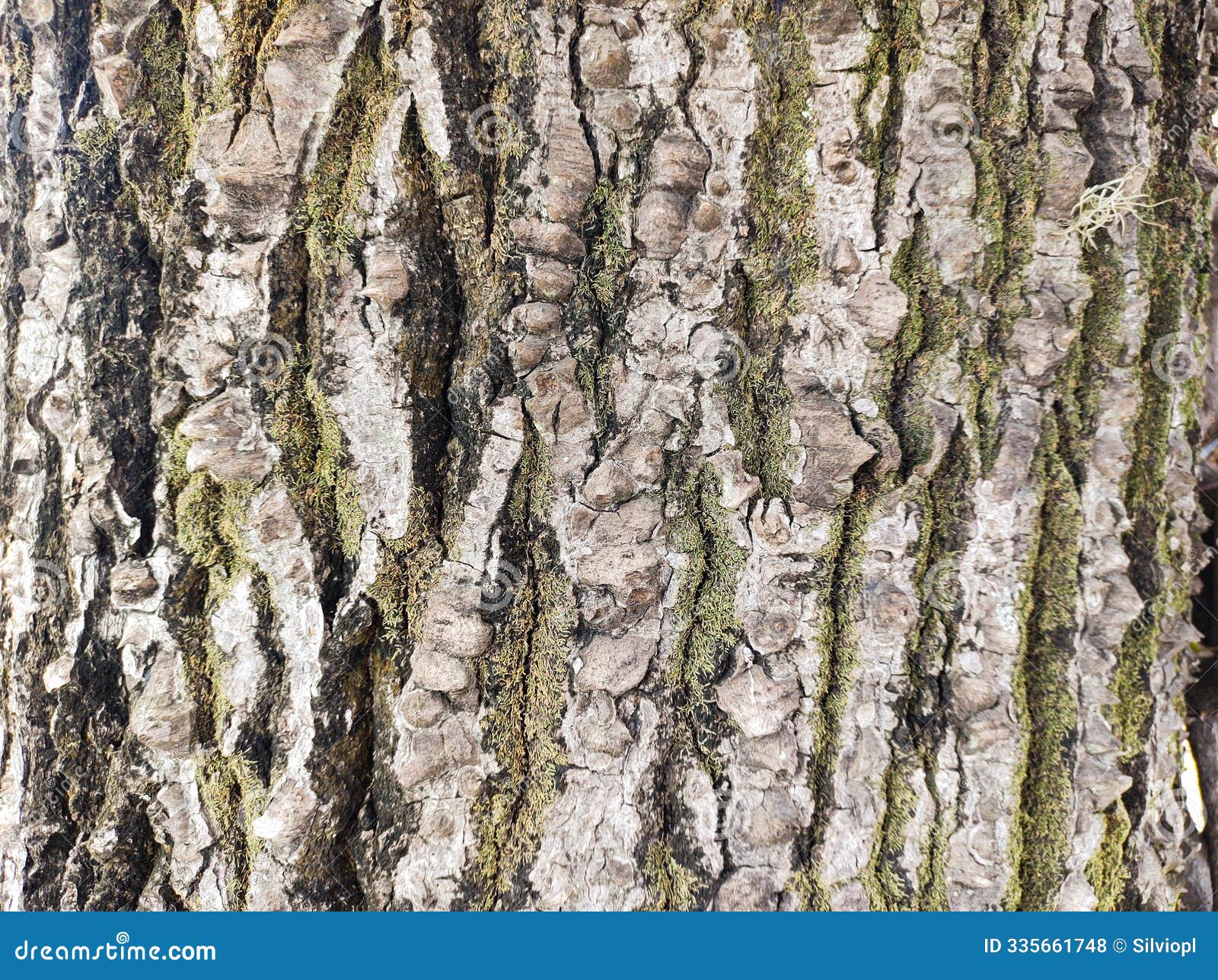 Cracked Tree Bark Texture. Background. Stock Photo - Image of aged ...