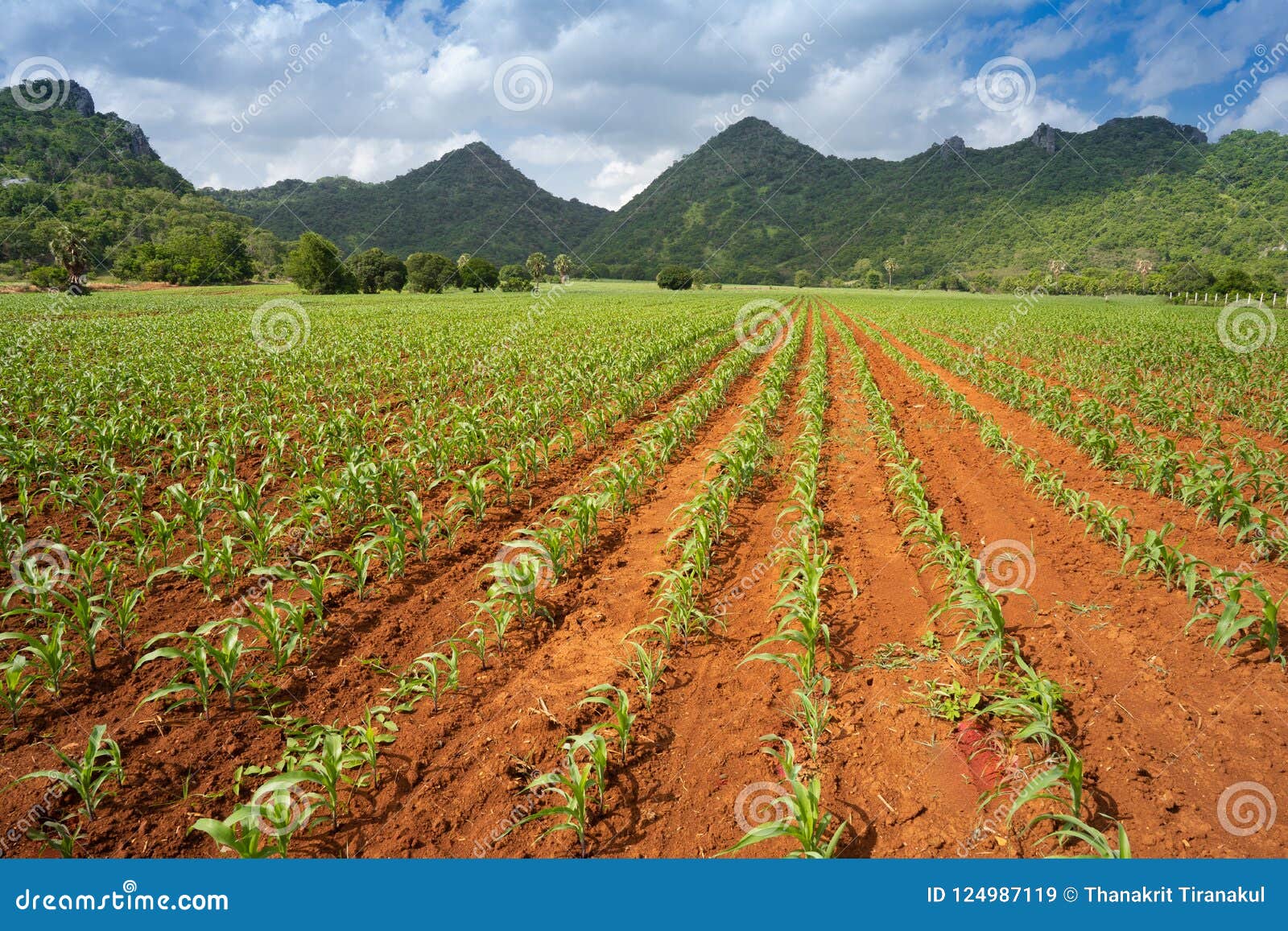 Baby corn field growing stock image. Image of field - 124987119