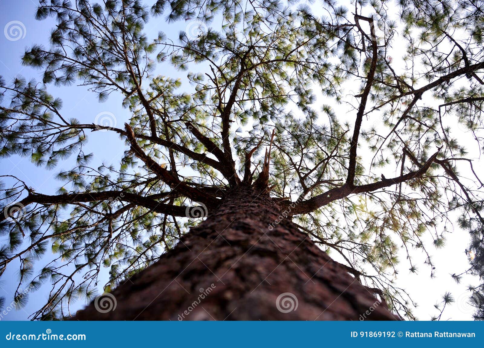 Perspective of Different Pine Trees Stock Photo - Image of blue ...