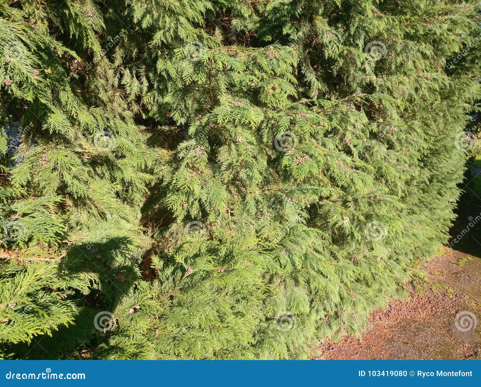 Perspective of Evergreen Bush Stock Photo - Image of brightly ...