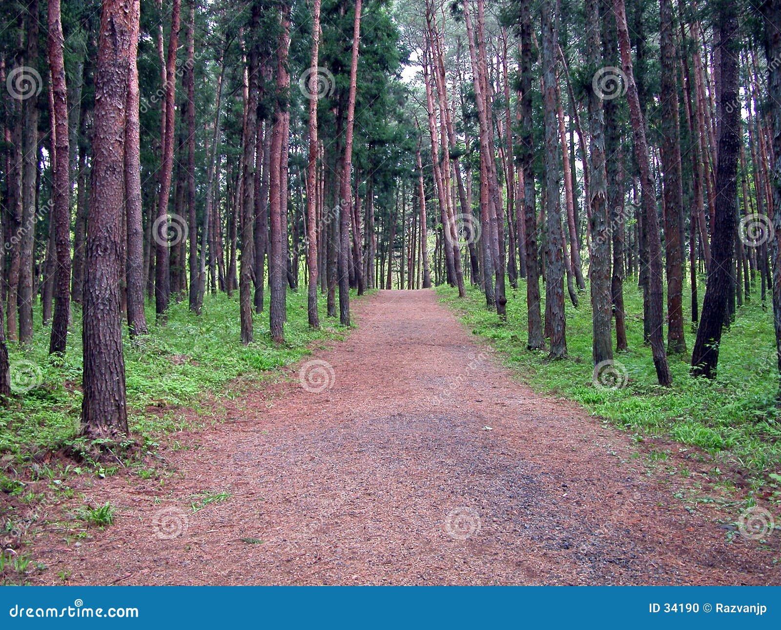 Perspective in forest stock photo. Image of nature, famous - 34190