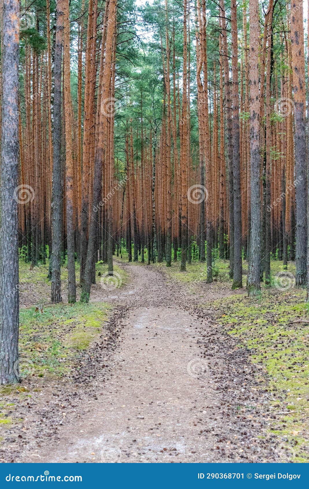 Perspective with a Forest Path Going Deep into a Pine Forest. Stock ...