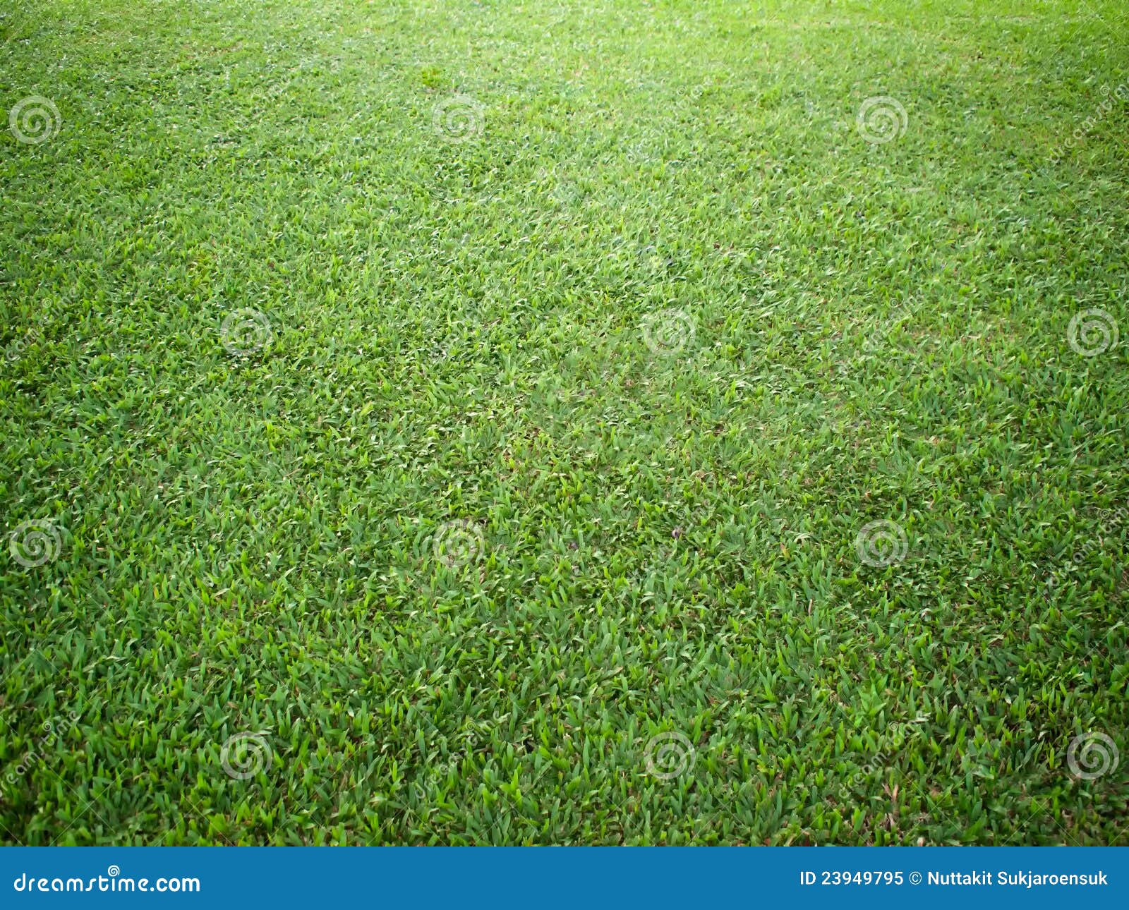 Perspective of Grass on Ground Stock Image - Image of sport, outdoor ...