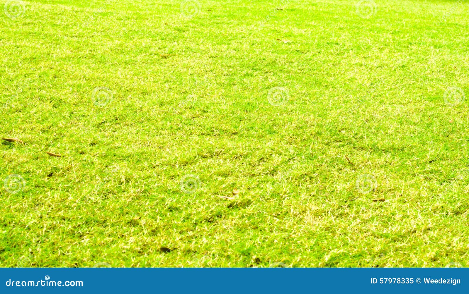 Perspective Green Grass Texture Background, Natural Background Stock ...