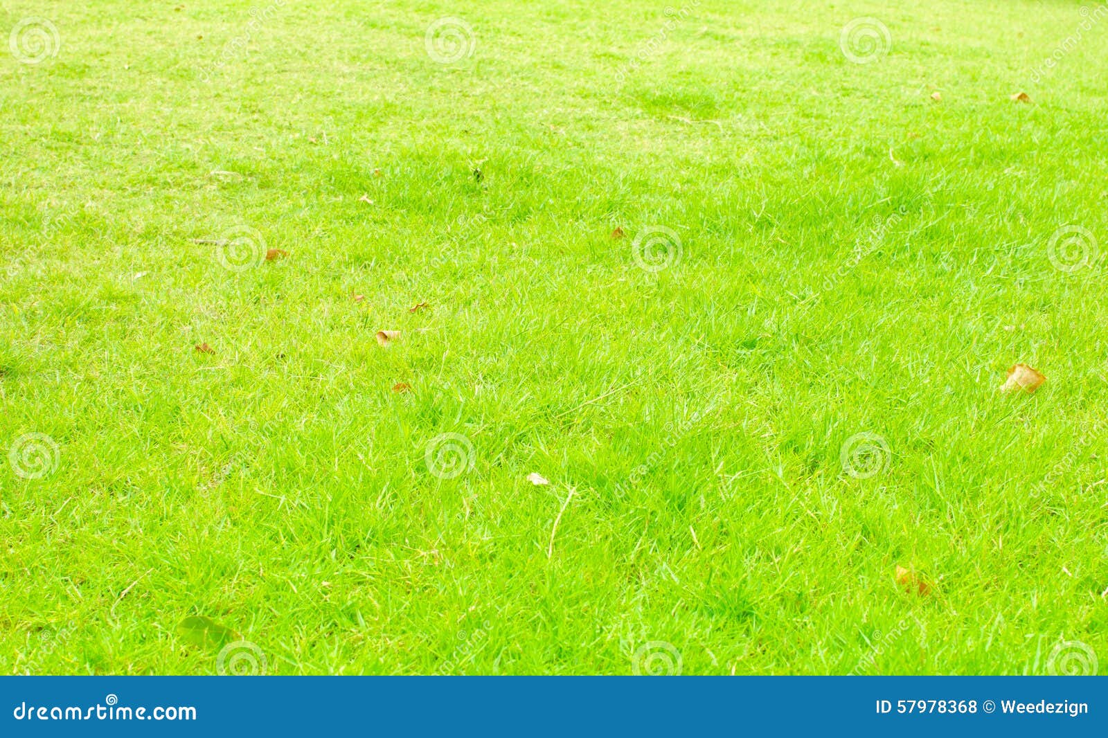 Perspective Green Grass Texture Background, Natural Background Stock ...