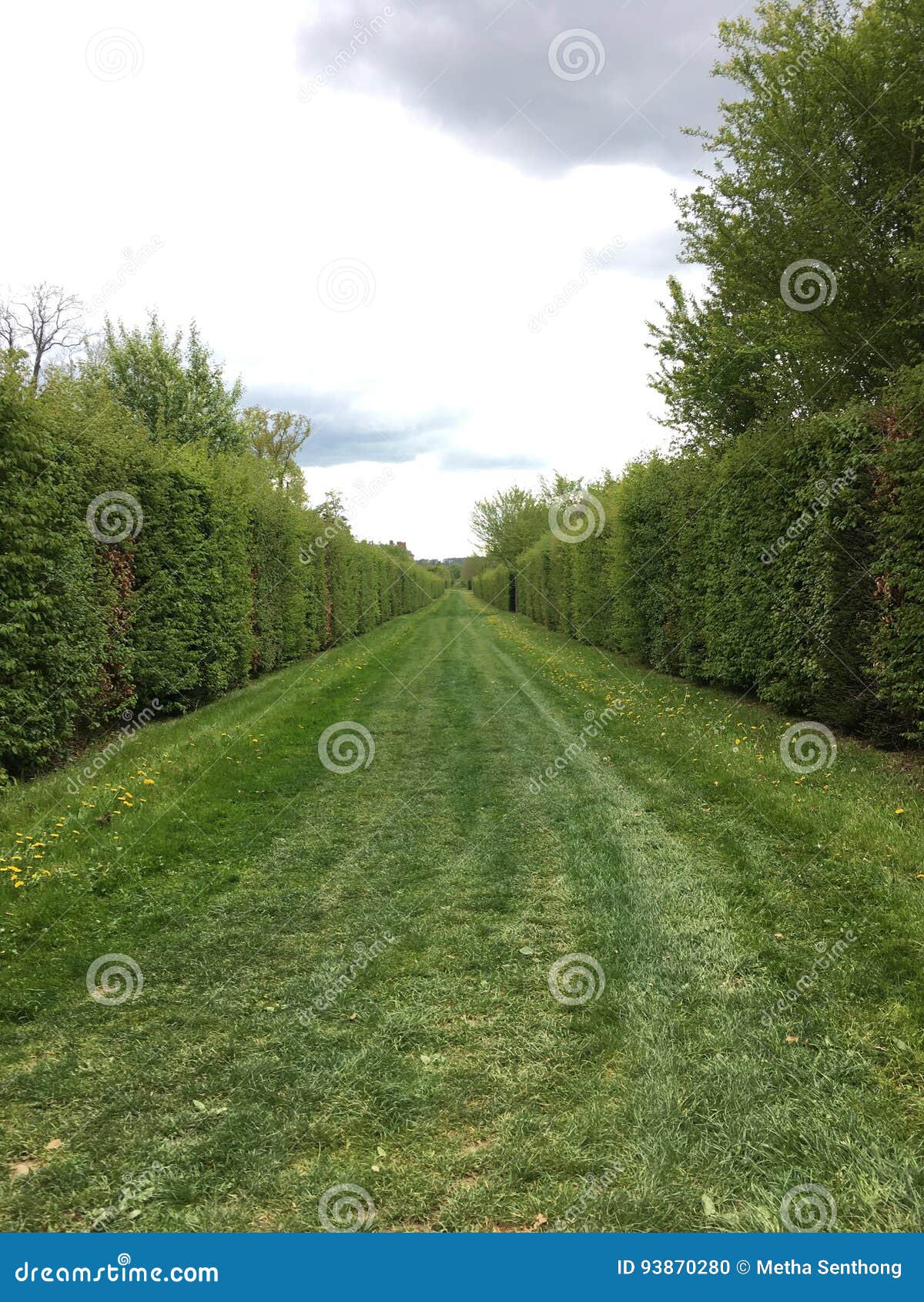 Perspective in green stock photo. Image of breeze, park - 93870280