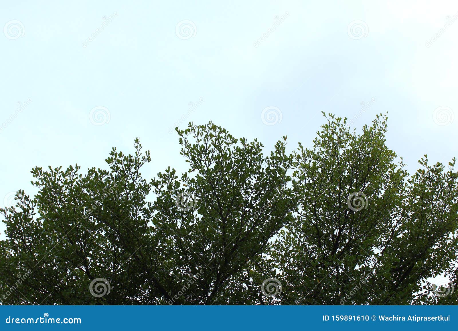 Tree and Branch Nature on Background Stock Photo - Image of forest ...