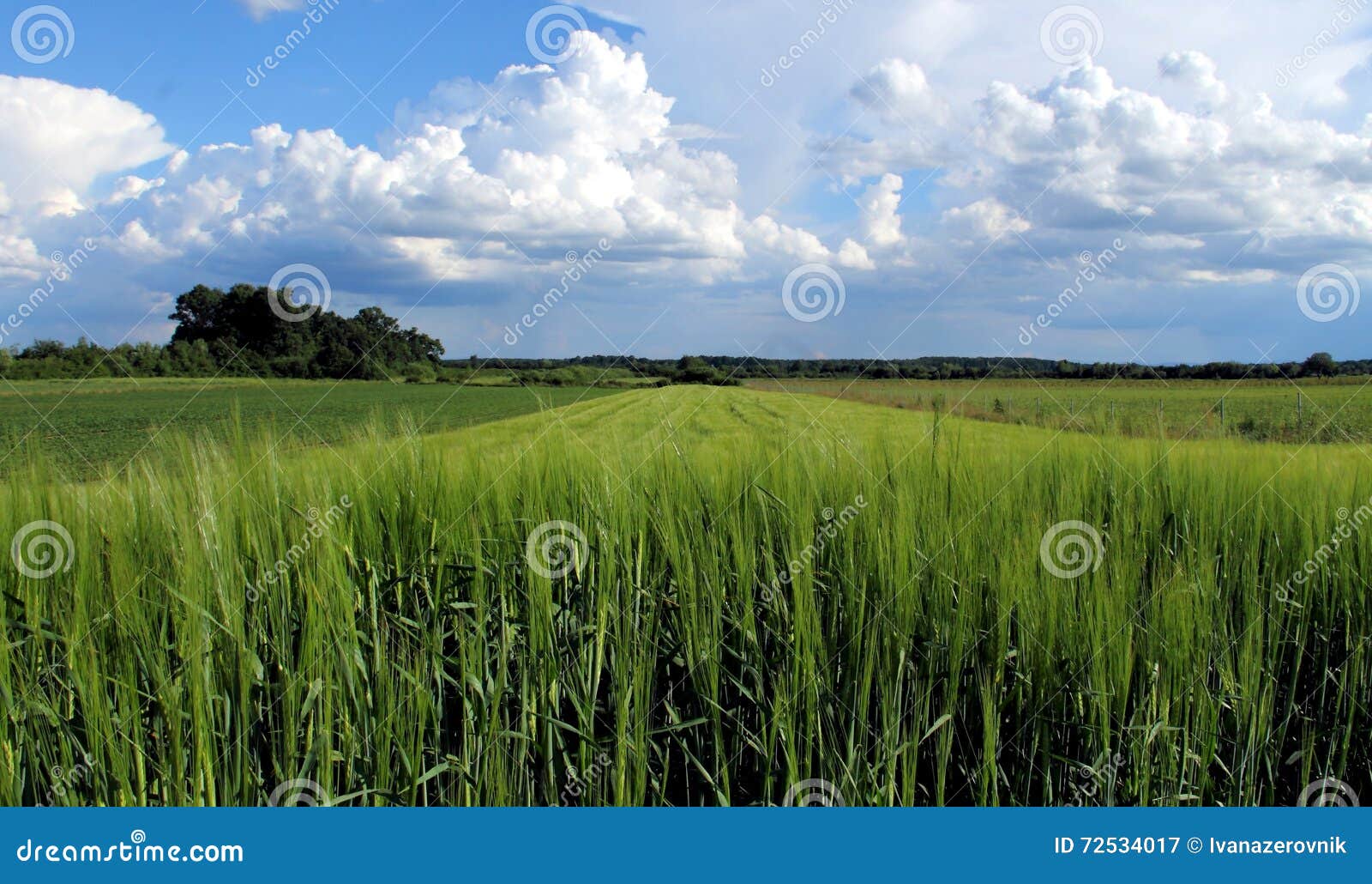 Perspective landscape stock image. Image of field, nature - 72534017