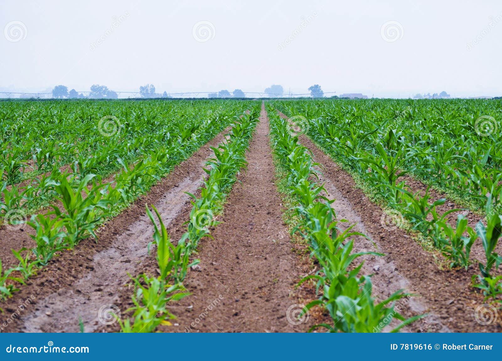 Perspective Look Down Some Corn Rows Stock Photo - Image of nature ...