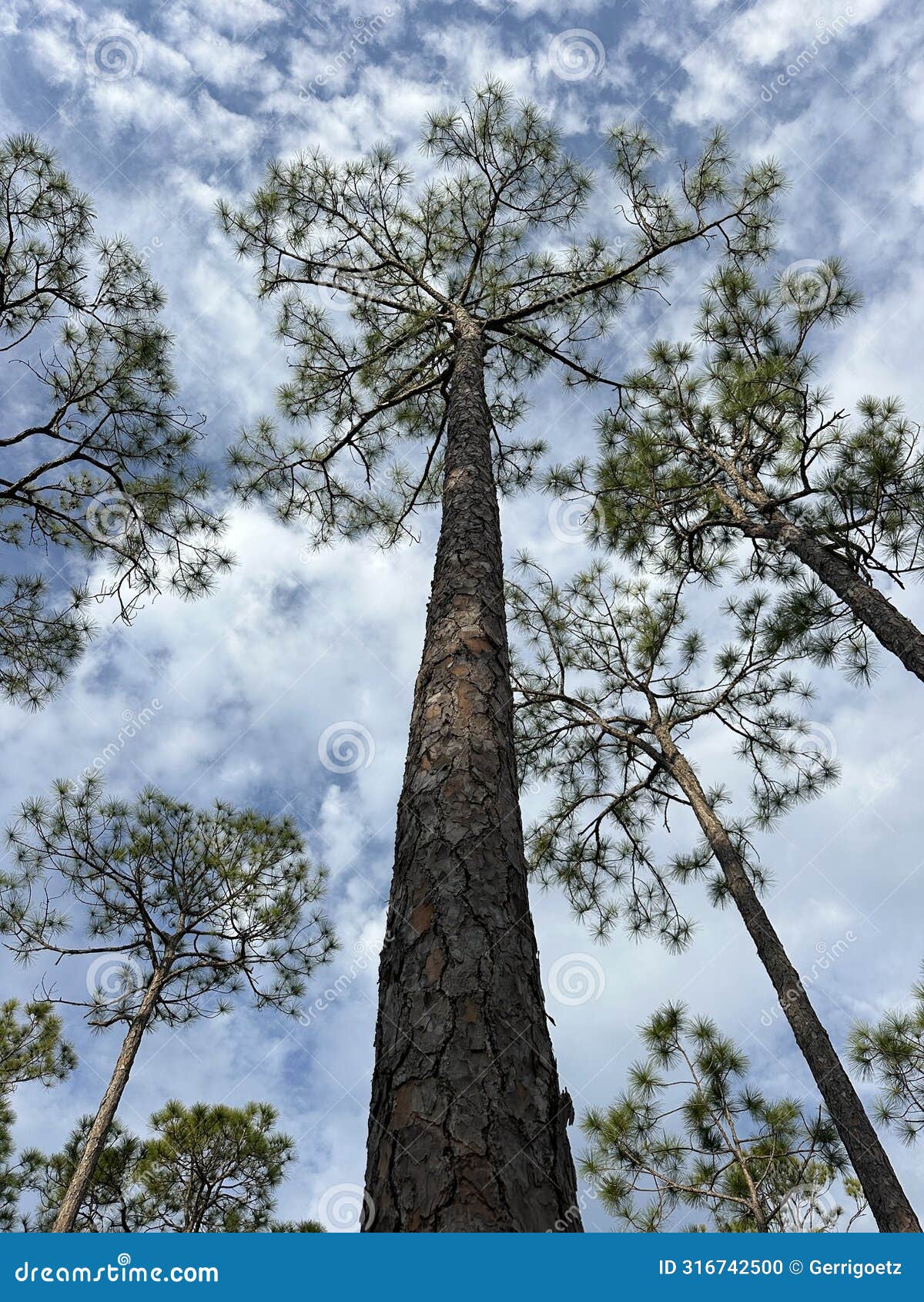 Perspective Looking Up at Pine Trees Stock Photo - Image of white ...