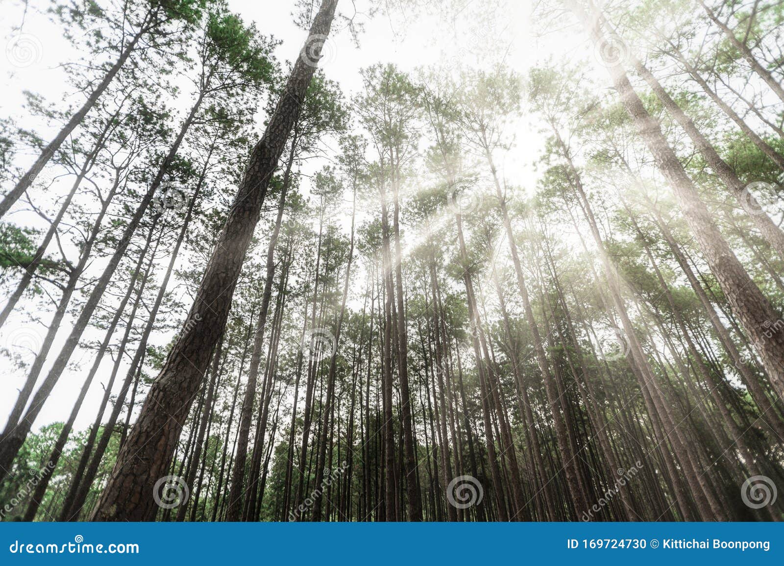Tall Forest With Trail And Bright Dappled Light Royalty-Free Stock ...
