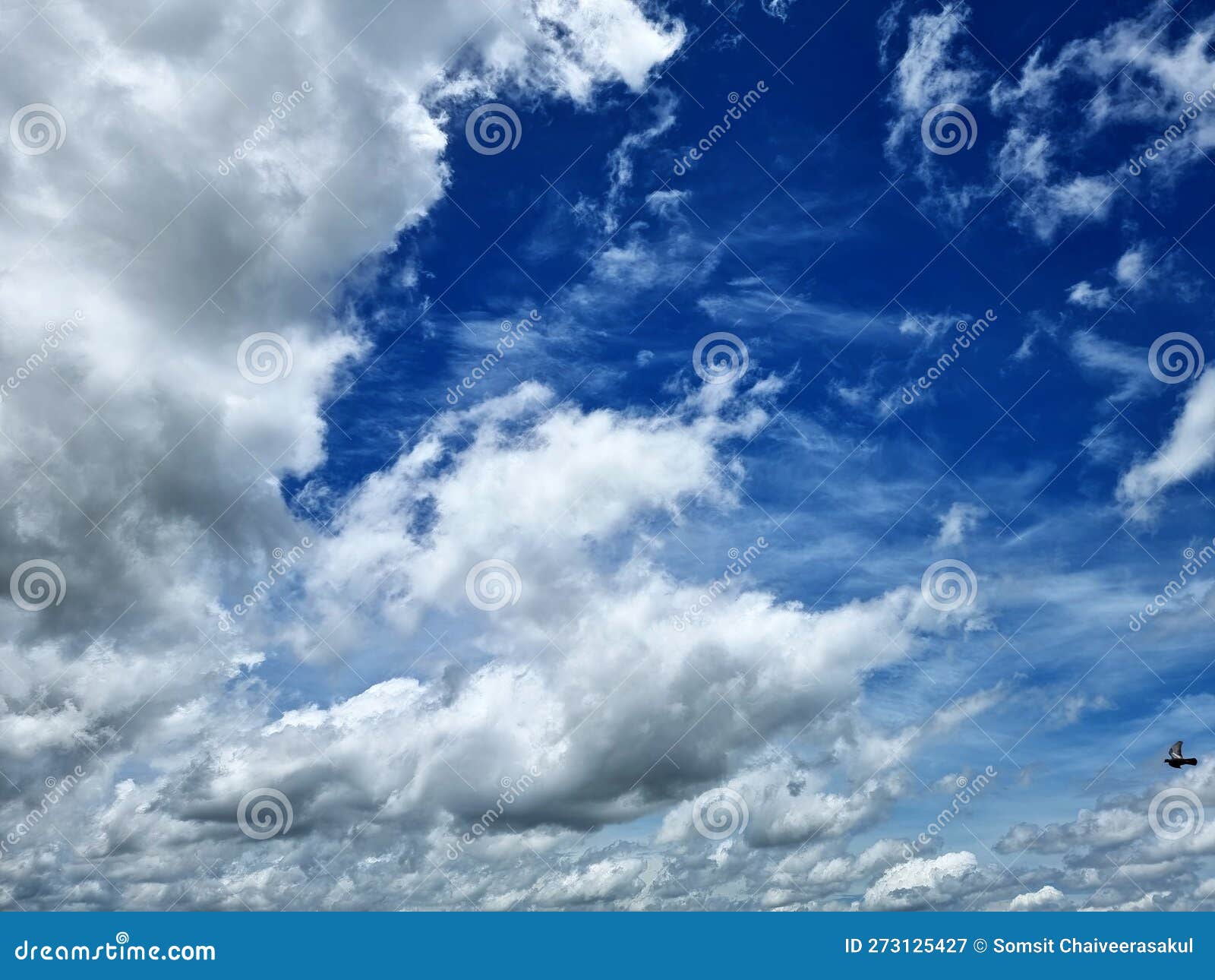 The Perspective of Nimbus Clouds in the Blue Sky with Pigeon Flying ...