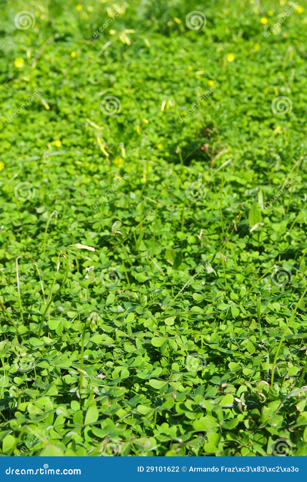 Perspective Over a Shamrock Field Stock Photo - Image of clover ...