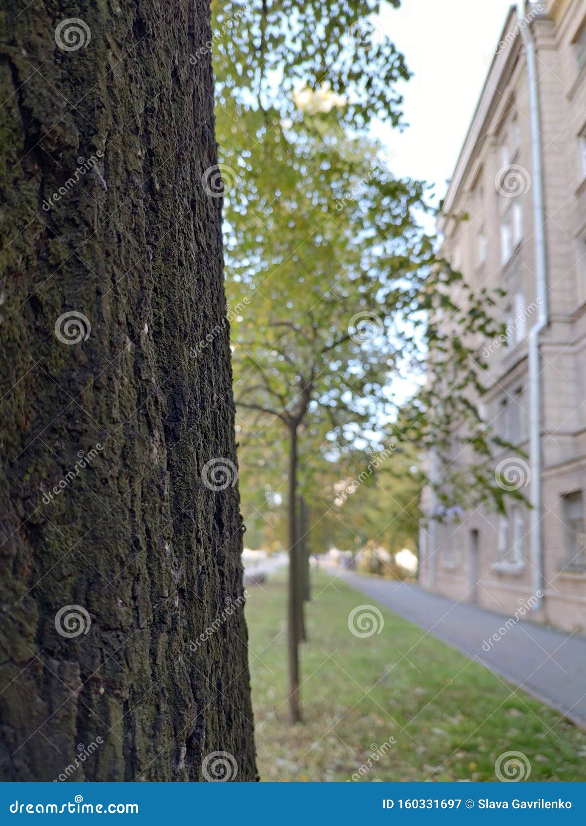 Perspective in the park stock image. Image of park, perspective - 160331697