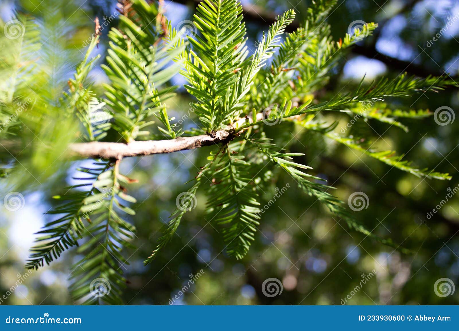 Perspective of a pine tree stock photo. Image of forest - 233930600