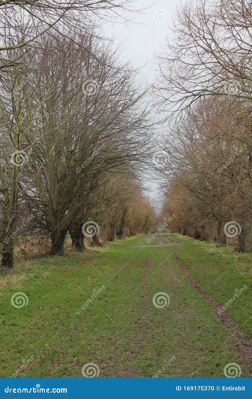 Perspective of Rows of Trees Lined Along a Road Pathway Stock Photo ...