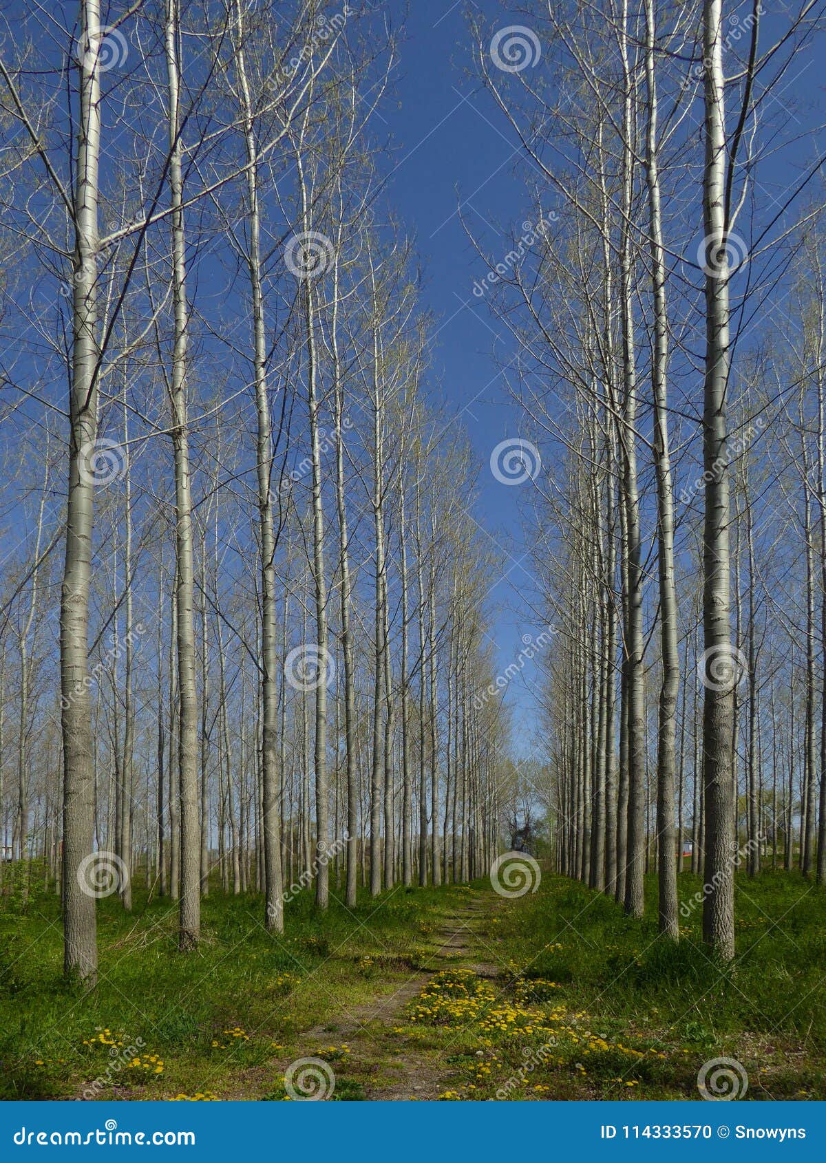Perspective rows of trees stock photo. Image of shadow - 114333570