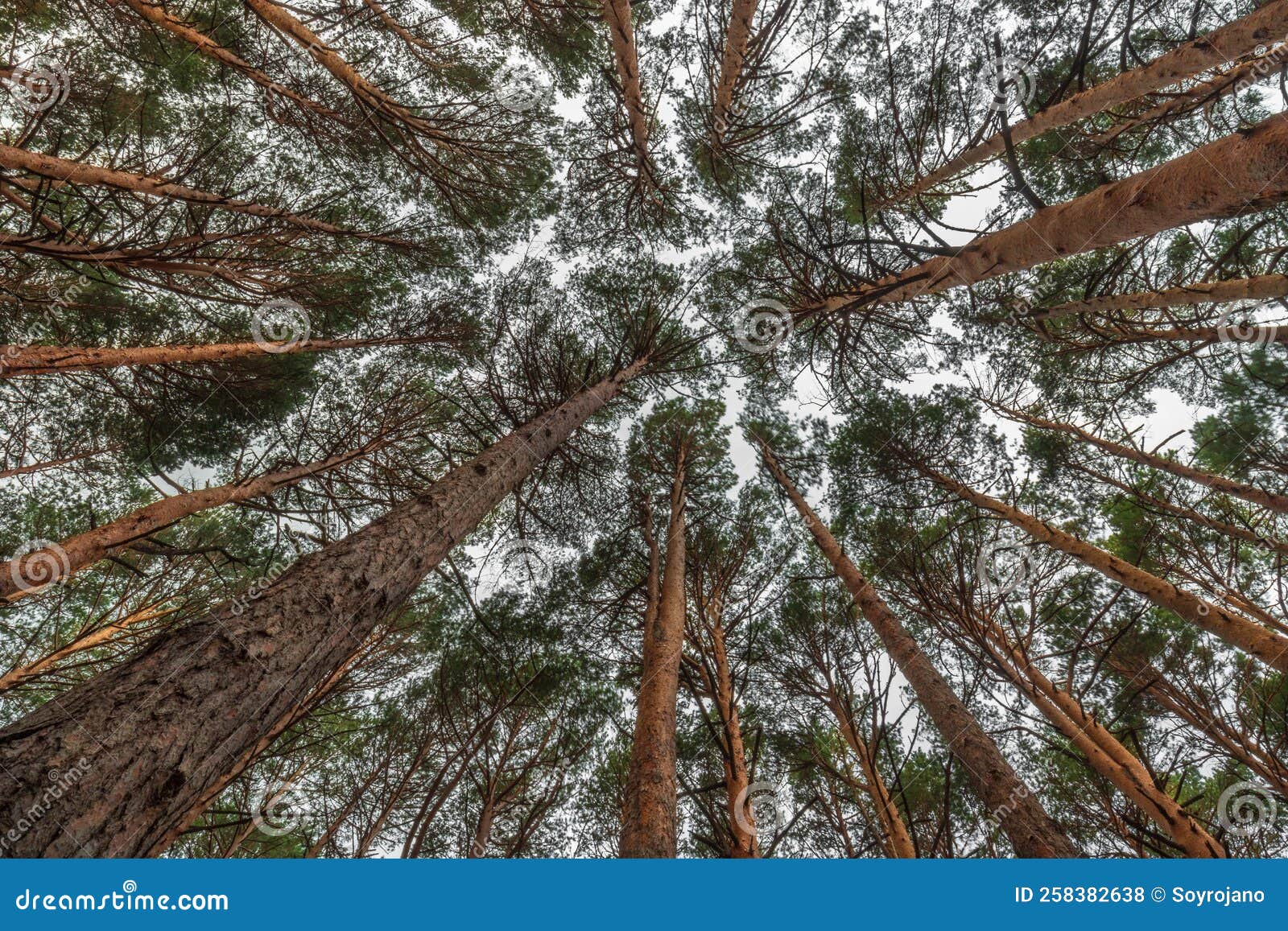 Perspective of Some Pine Trees from Below. Nadir Plane Stock Photo ...