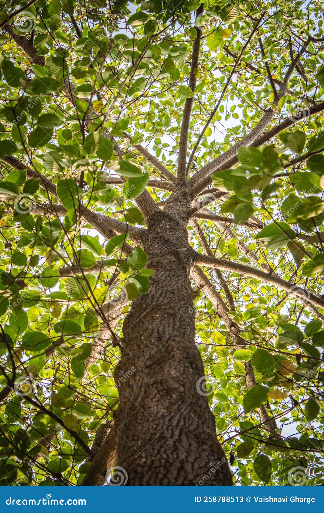 Perspective of Tree with Elegant Light . Stock Image - Image of light ...