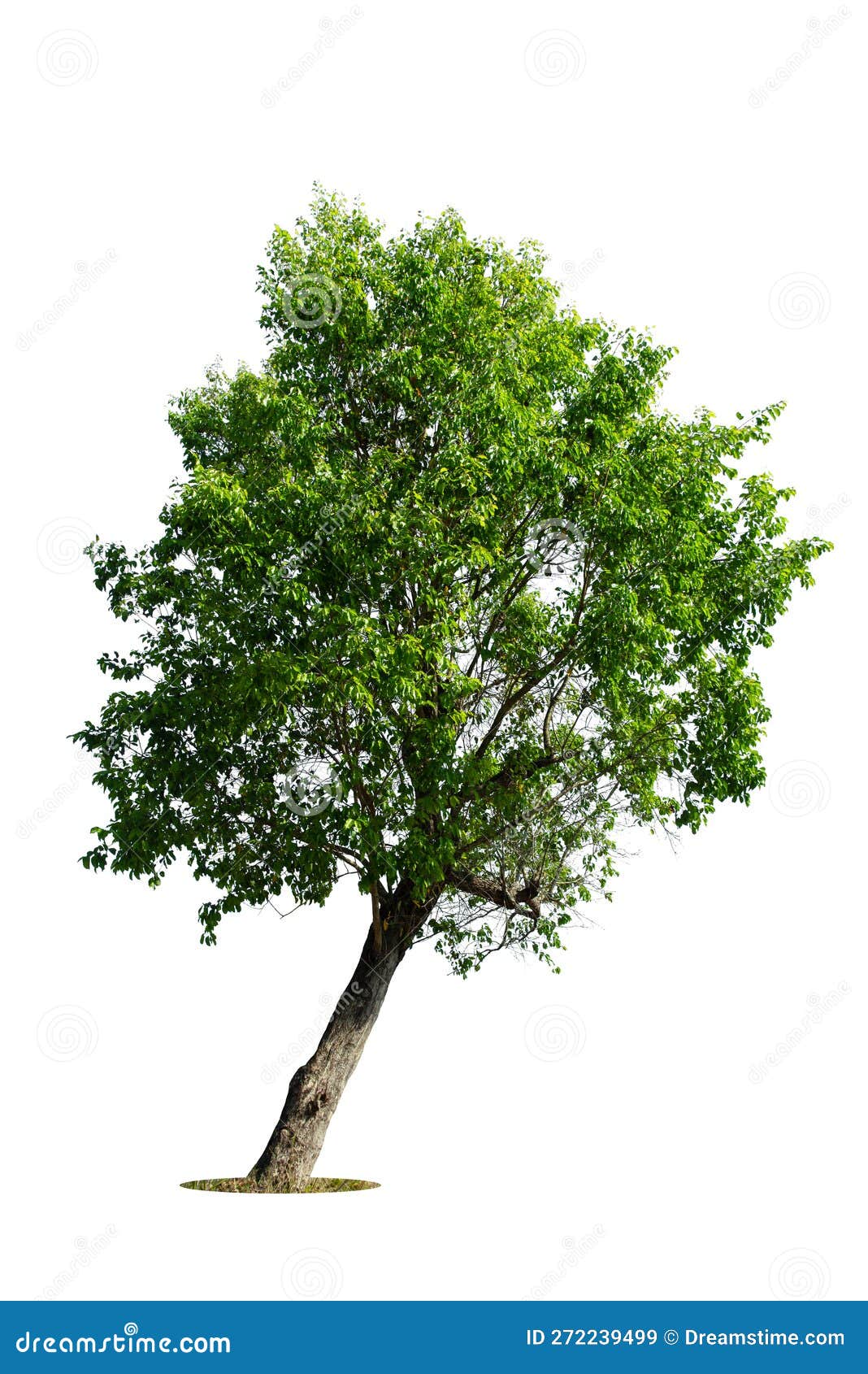 Perspective of Tree Isolated on White Background Stock Image - Image of ...