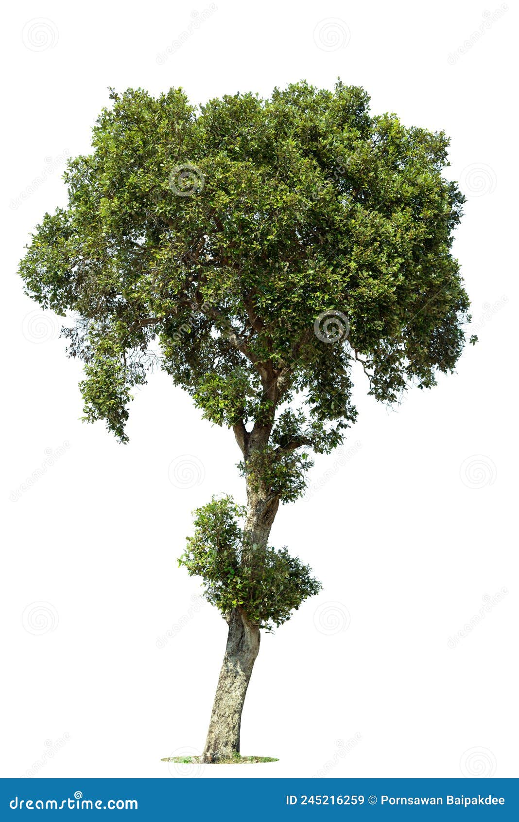 Perspective of Tree Isolated on White Background Stock Image - Image of ...