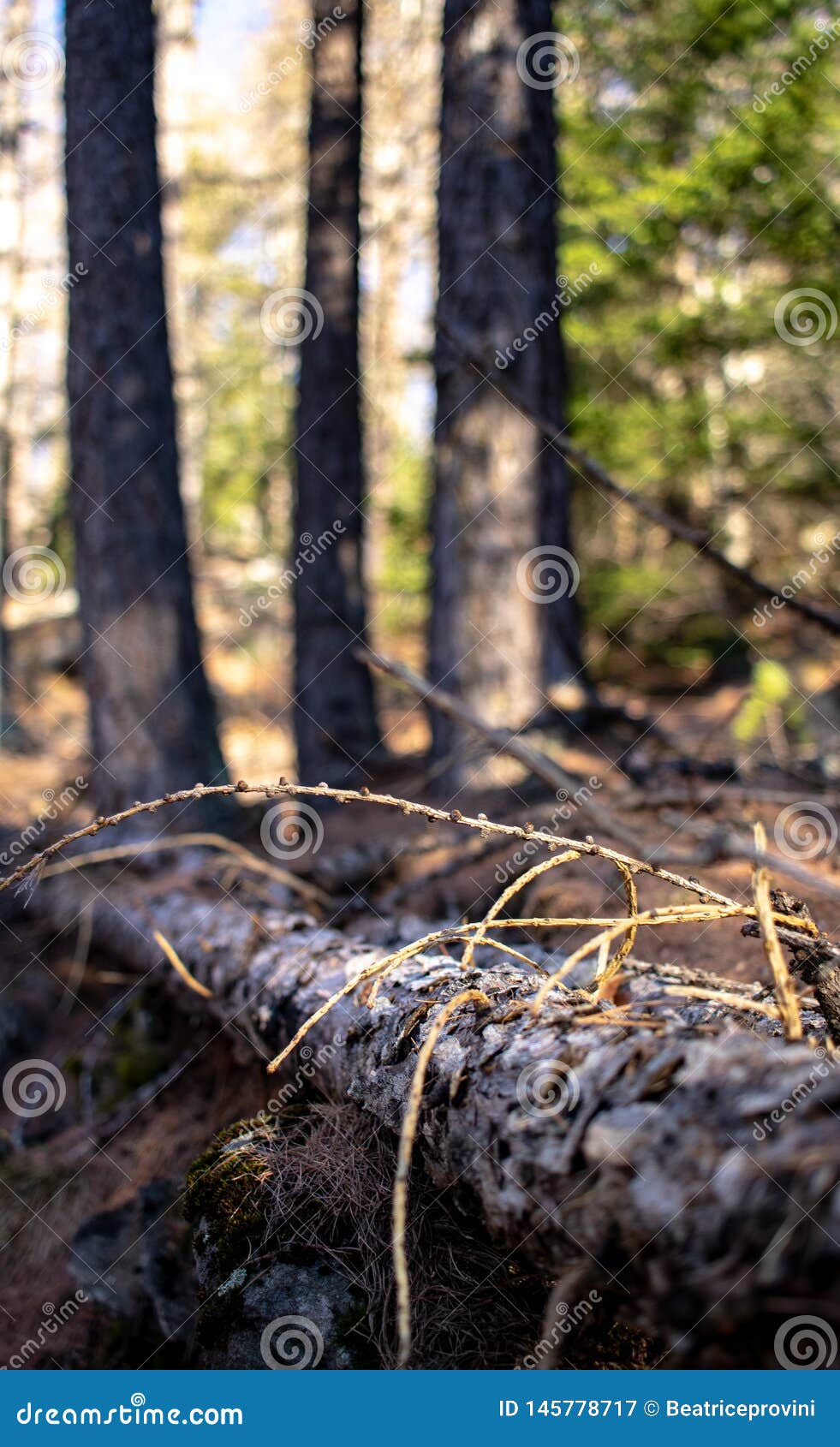 Perspective of Trees in Forest Stock Image - Image of outdoors ...
