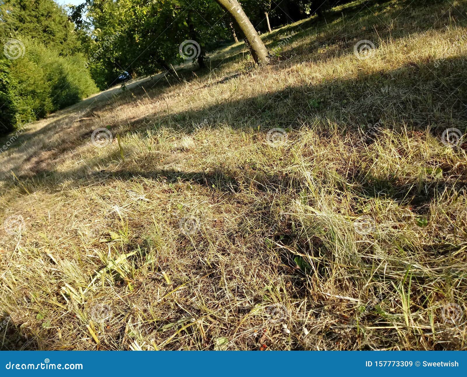 Perspective View from the Ant`s Point of View. Stock Image - Image of ...