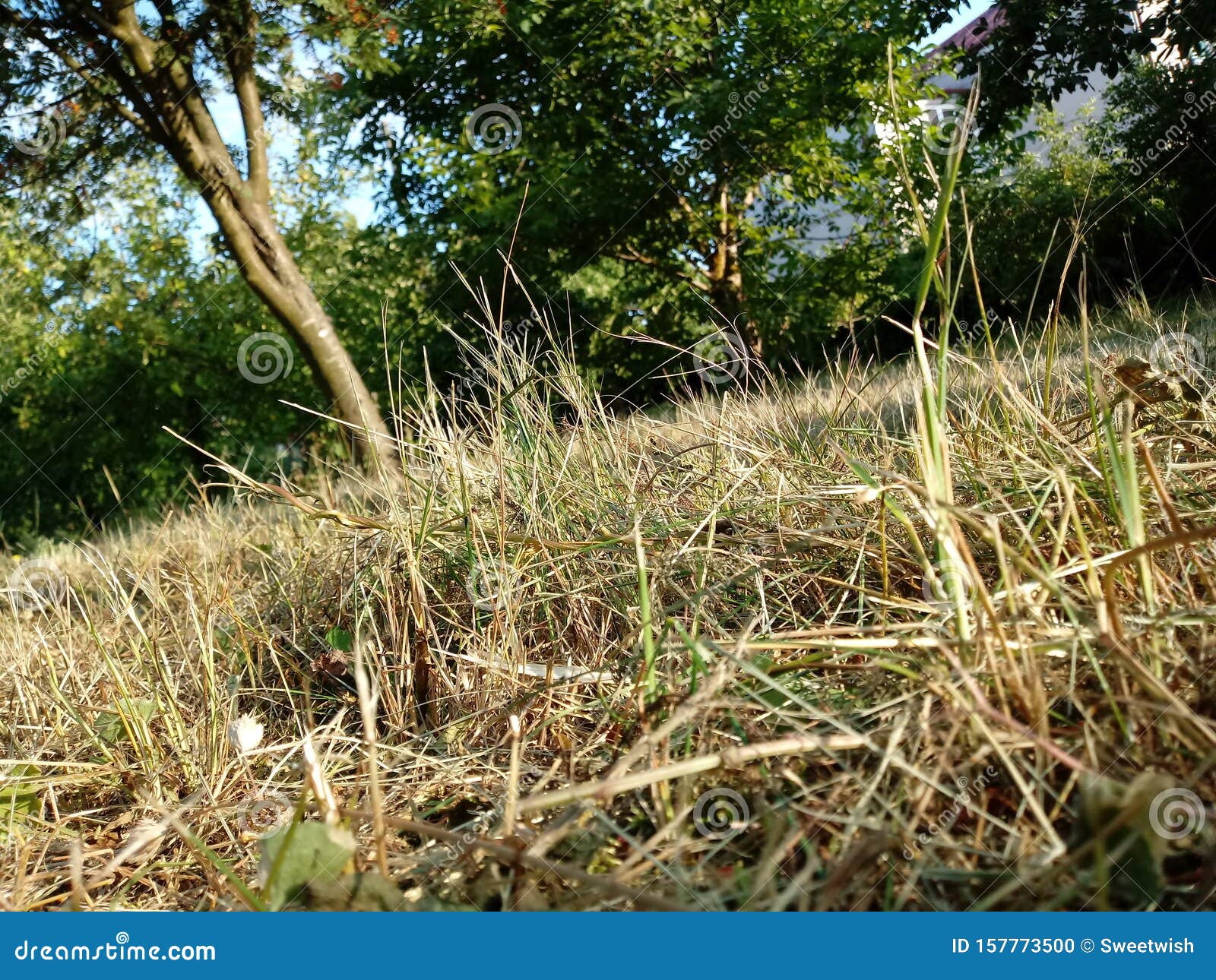 Perspective View from the Ant`s Point of View. Stock Photo - Image of ...