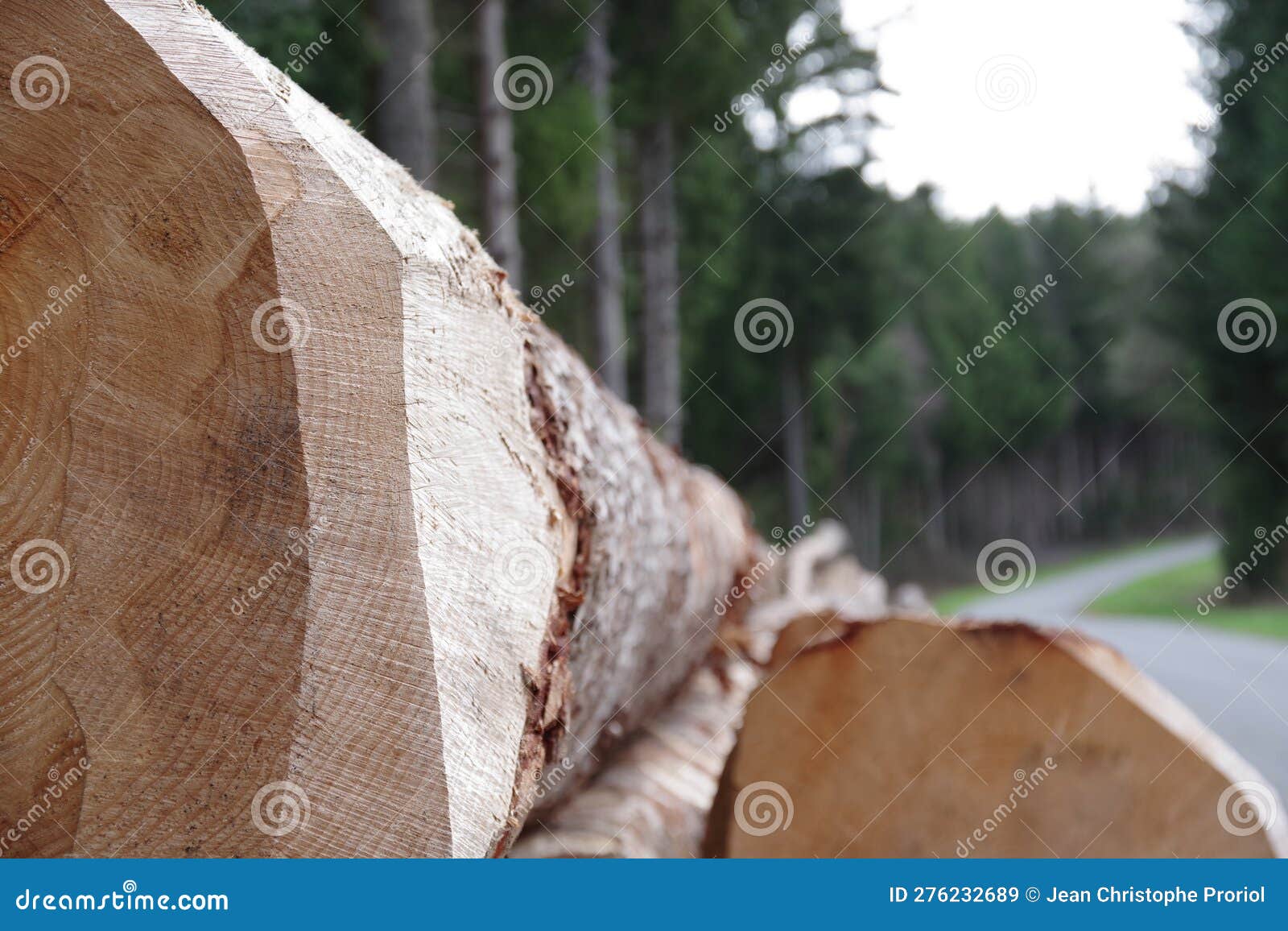 Wood stock image. Image of trees, carving, autumn, plant - 276232689