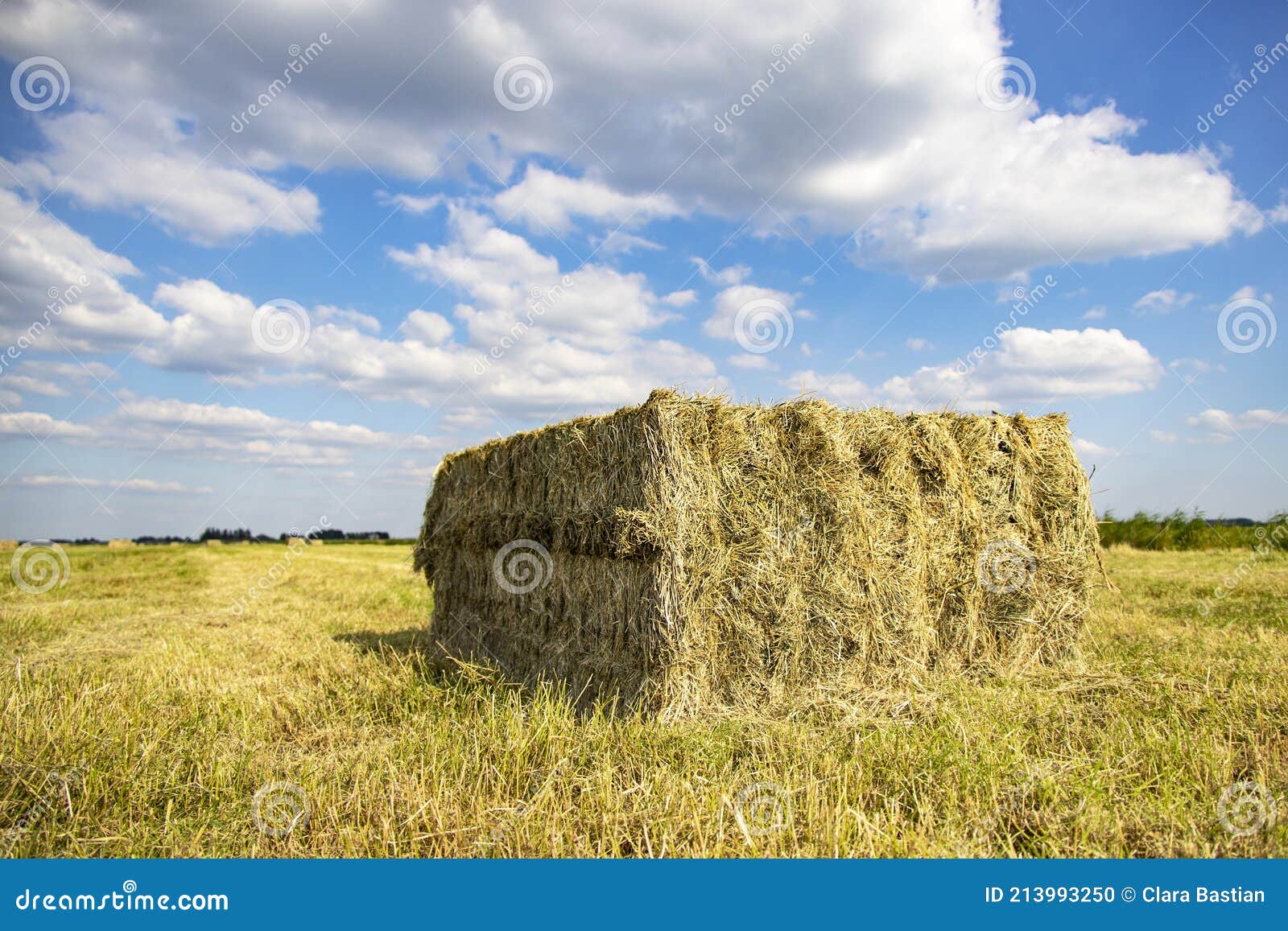 Perspective View of Grass Compacted in Square Silage Bale in ...