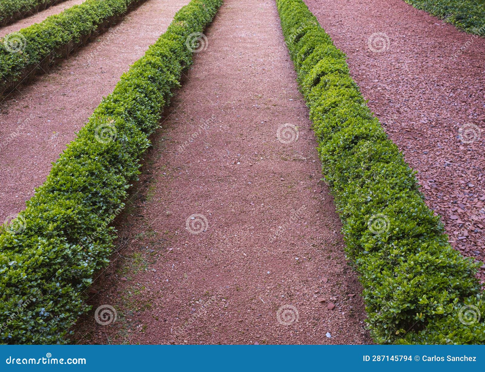 Perspective View of Green Hedges and Magenta Ground. Stock Photo ...