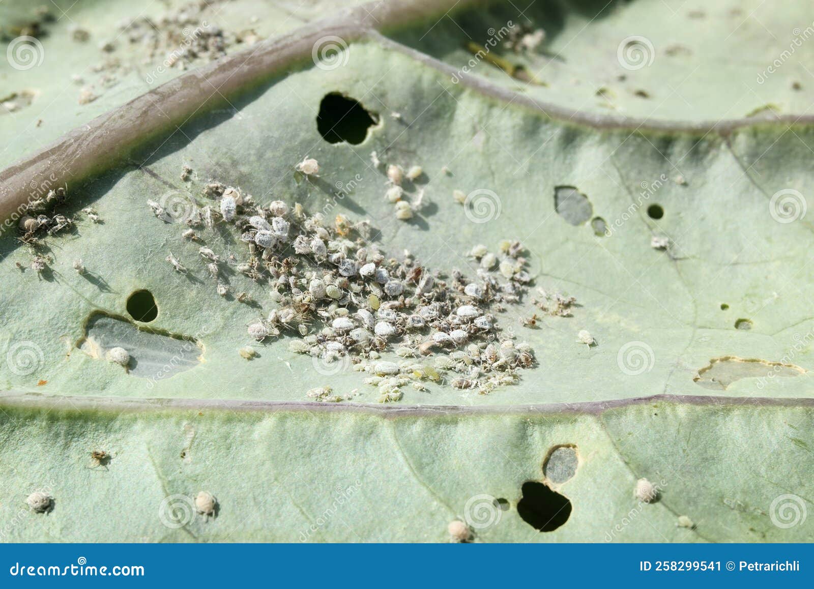 Grey Aphid Infestation and Cabbage Butterfly Larvae Damage on Purple ...