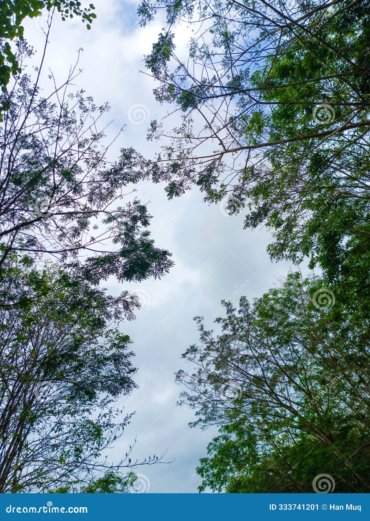Perspective View of Looking Up from the Bellows of a Deciduous Forest ...