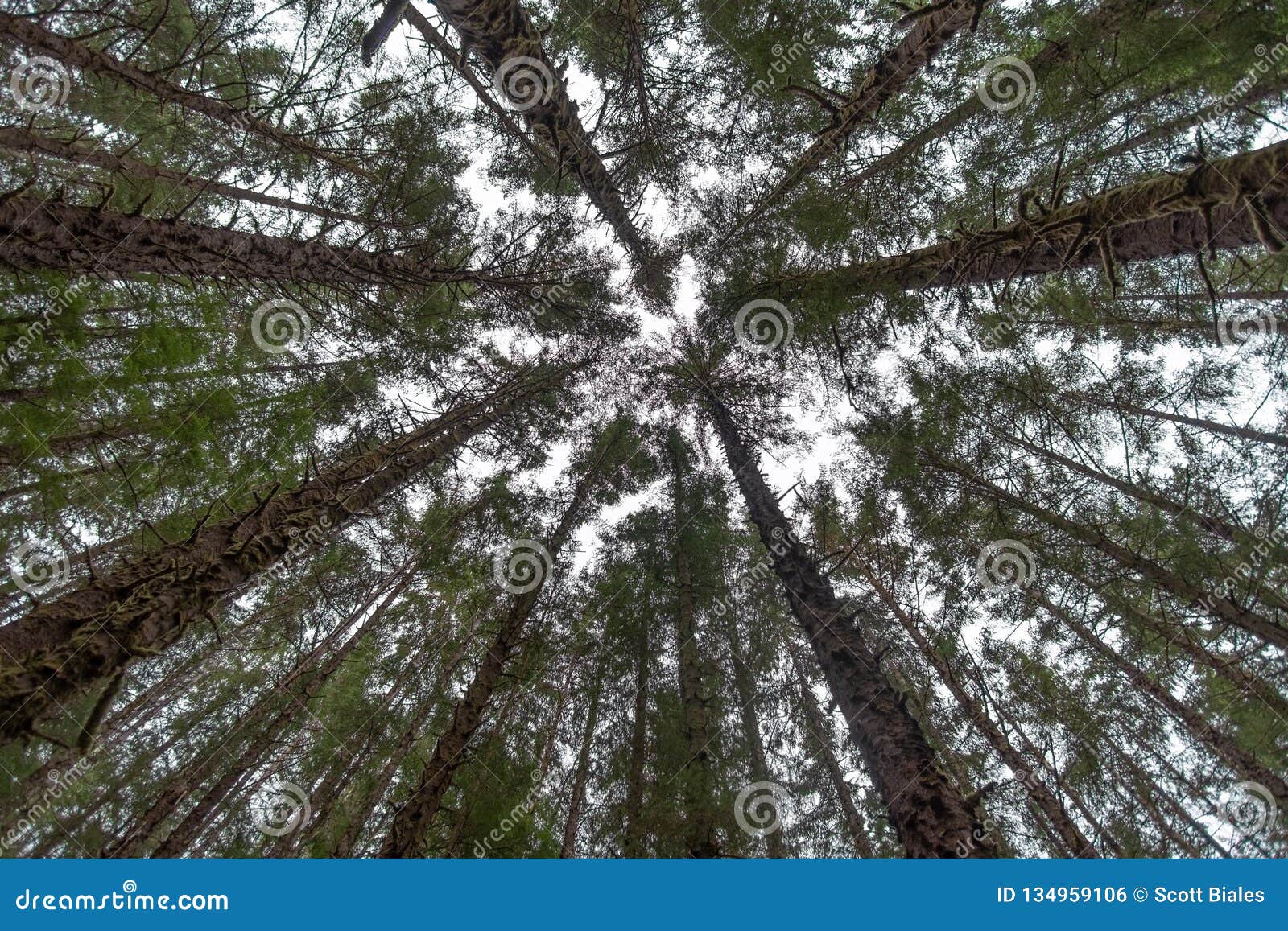 Perspective View Looking Up on Large Trees Stock Photo - Image of ...
