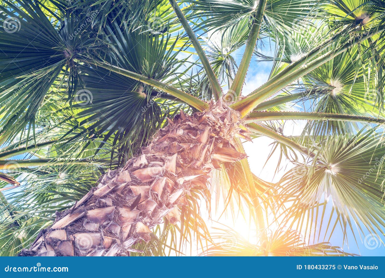Perspective View of Palm Trees Stock Image - Image of jungle, beautiful ...