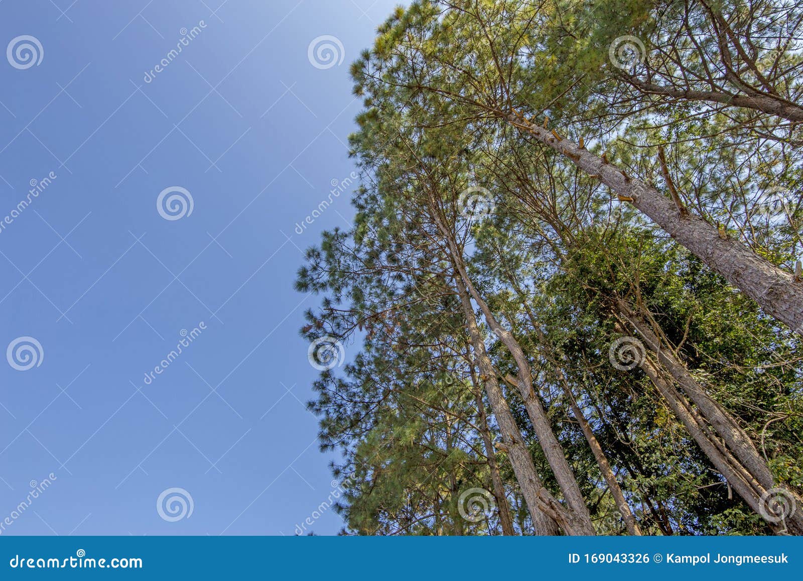 Perspective View of Pine Trees Forest, Beautiful Natural Background ...