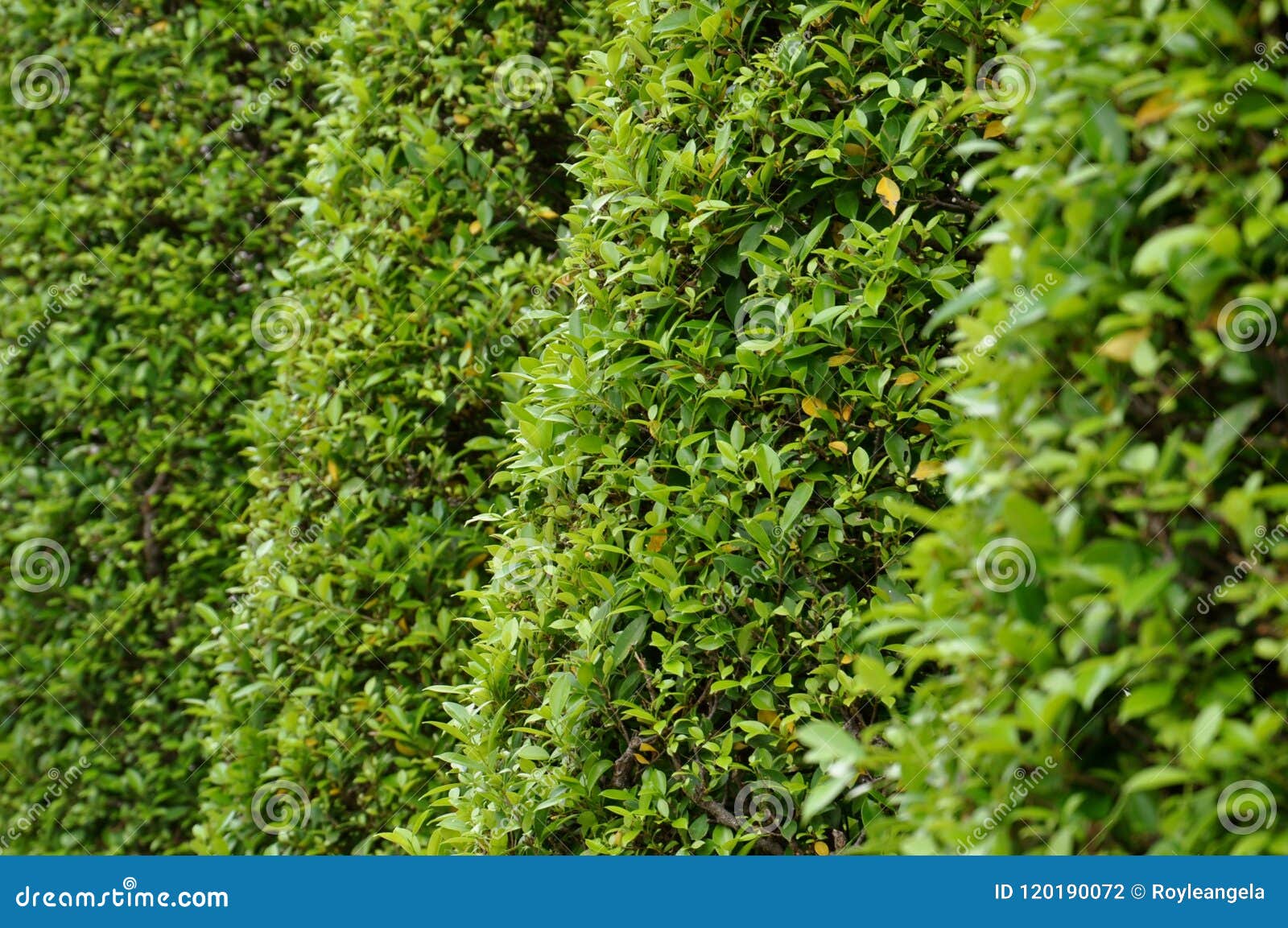 Perspective View of Privet Trees Stock Photo - Image of hedges, garden ...