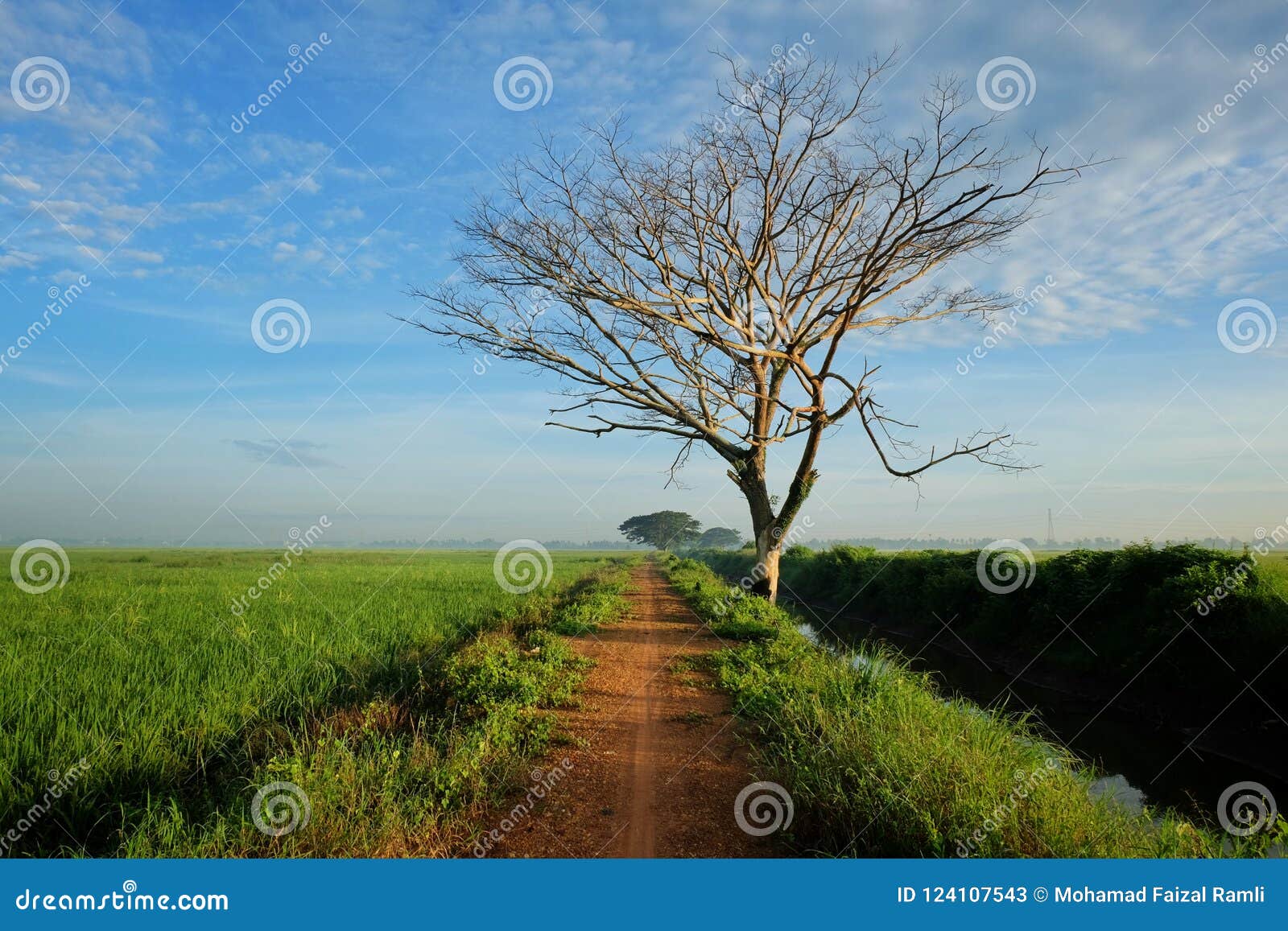 685 Malaysia Paddy Road Field Stock Photos - Free & Royalty-Free Stock ...