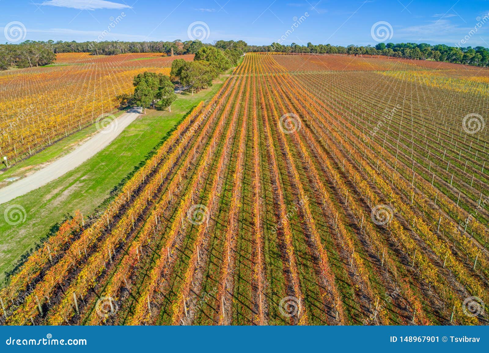 Straight Rows Of Dried Corn Ready For Harvest Stock Image ...
