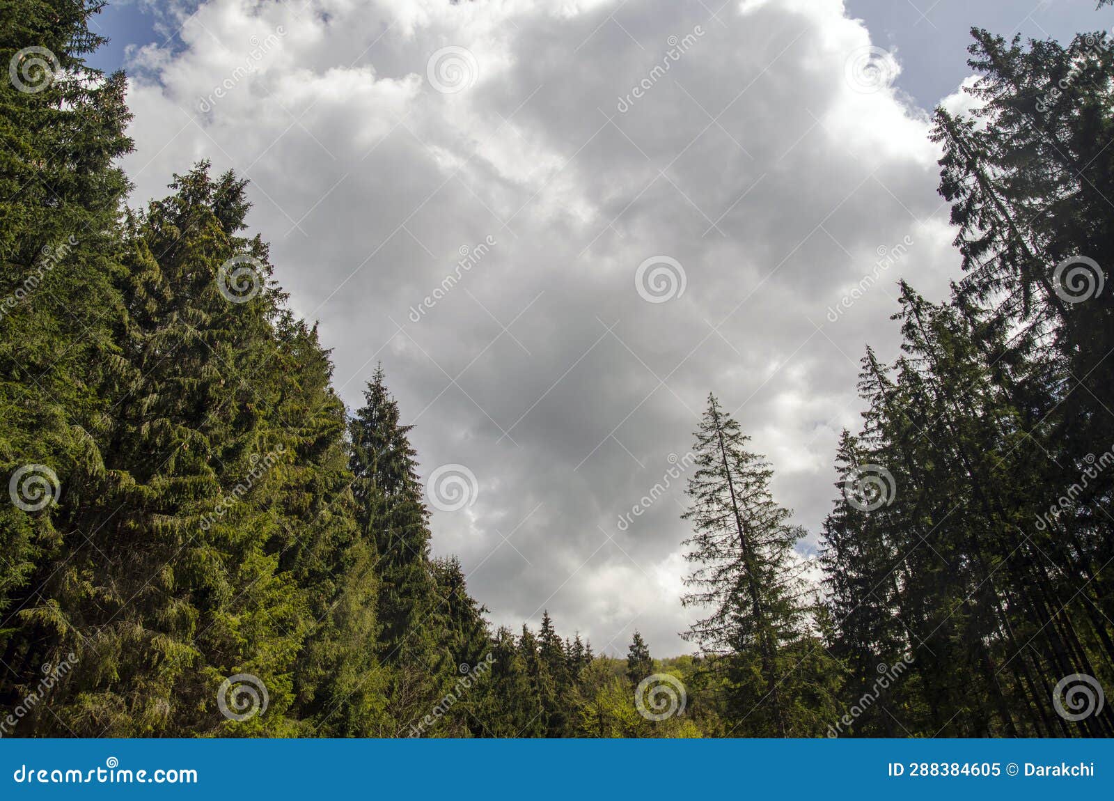 Perspective View of a Summer Forest Stock Image - Image of forest ...