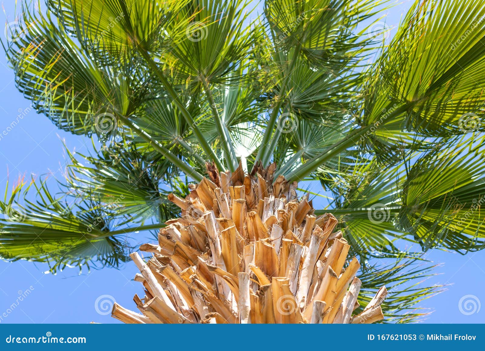 Perspective View of a Tall Palm Tree Against a Blue Sky. Palm Tree ...