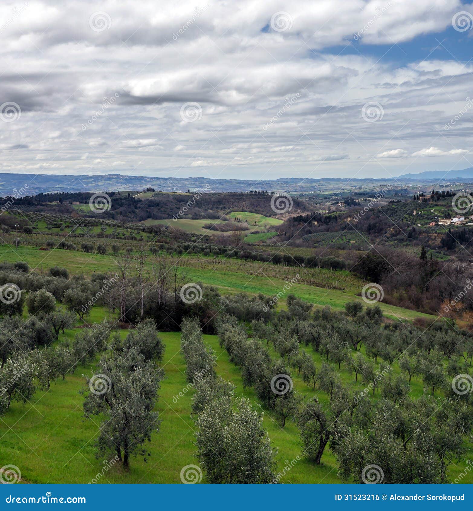 Perspective View To Olive Fields Stock Photo - Image of italy ...