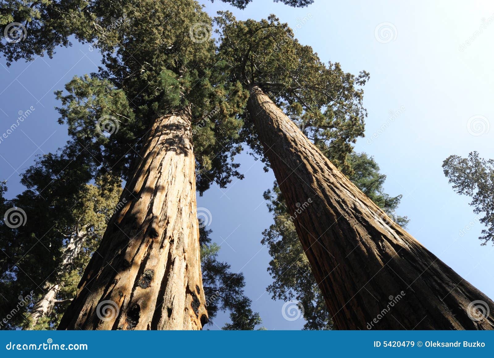 Perspective View of Two Giant Sequoia Trees Stock Image - Image of ...