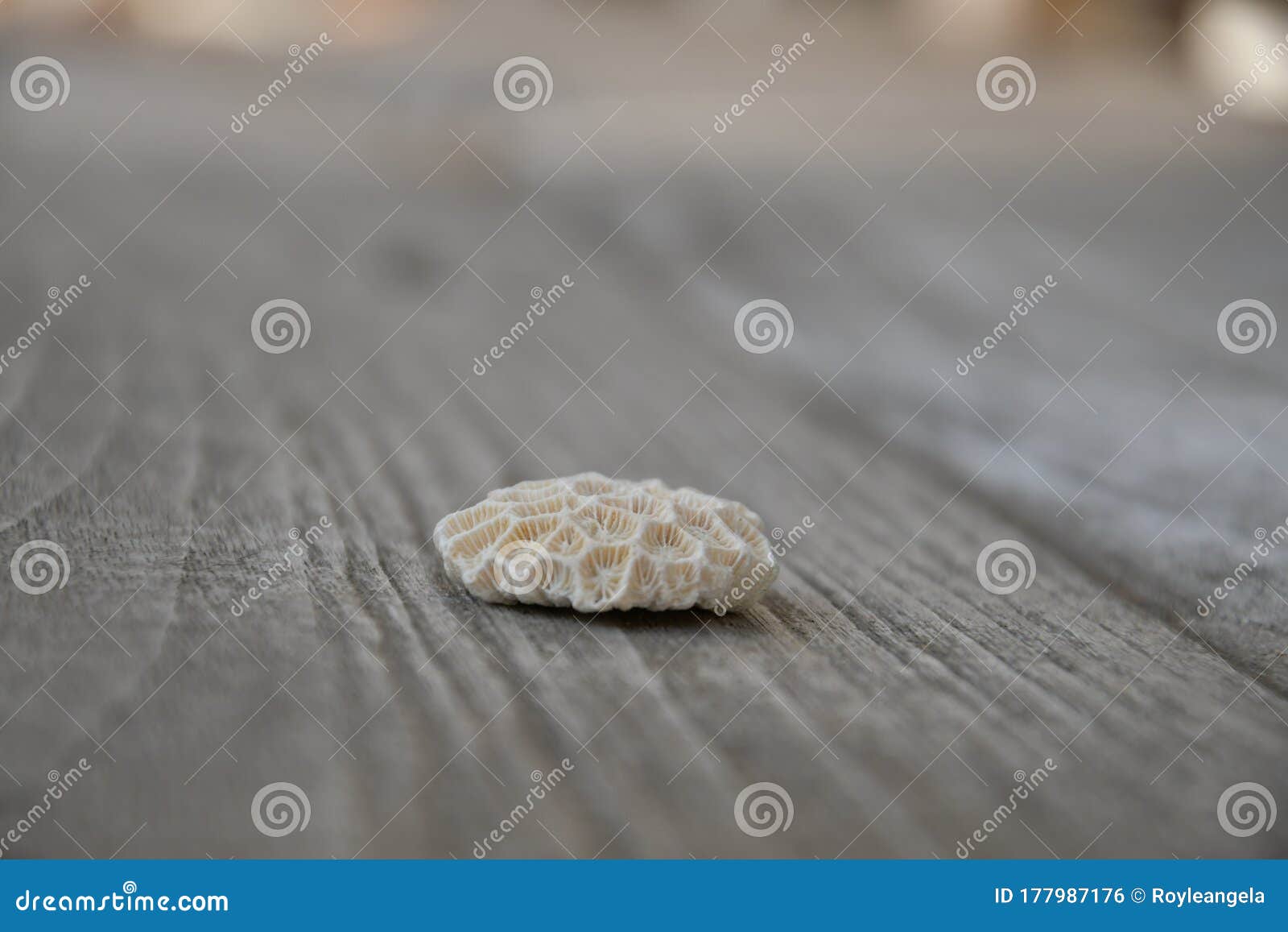 Perspective View of White Coral Stock Photo - Image of plant, macro ...