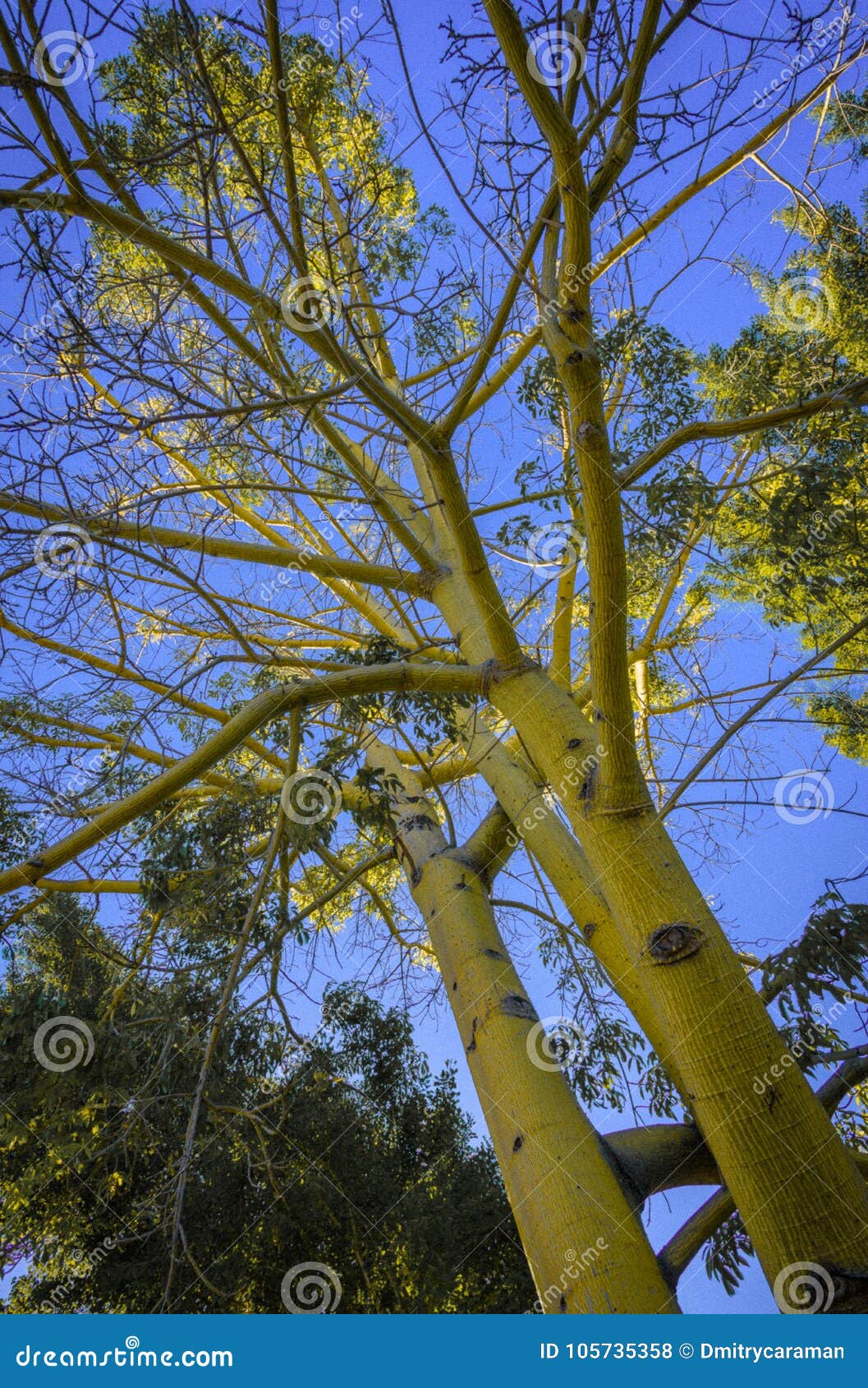 Perspective View of Yellow Tree Stock Photo - Image of beautiful ...