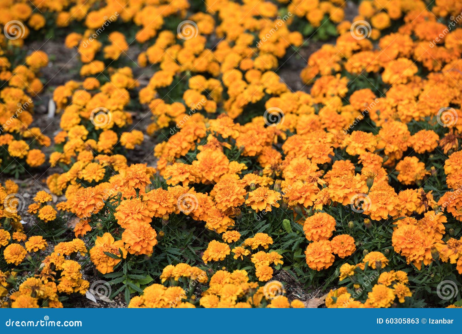 Perth Botanic Gardens West Australia Stock Image - Image of farm ...