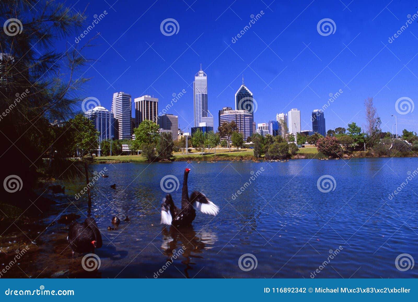 Perth Skyline with a a Lake and a Black Swan Editorial Photography ...