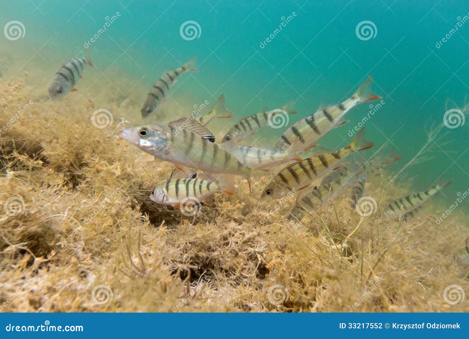 Pertica fotografia stock. Immagine di piante, pesci, animale - 33217552