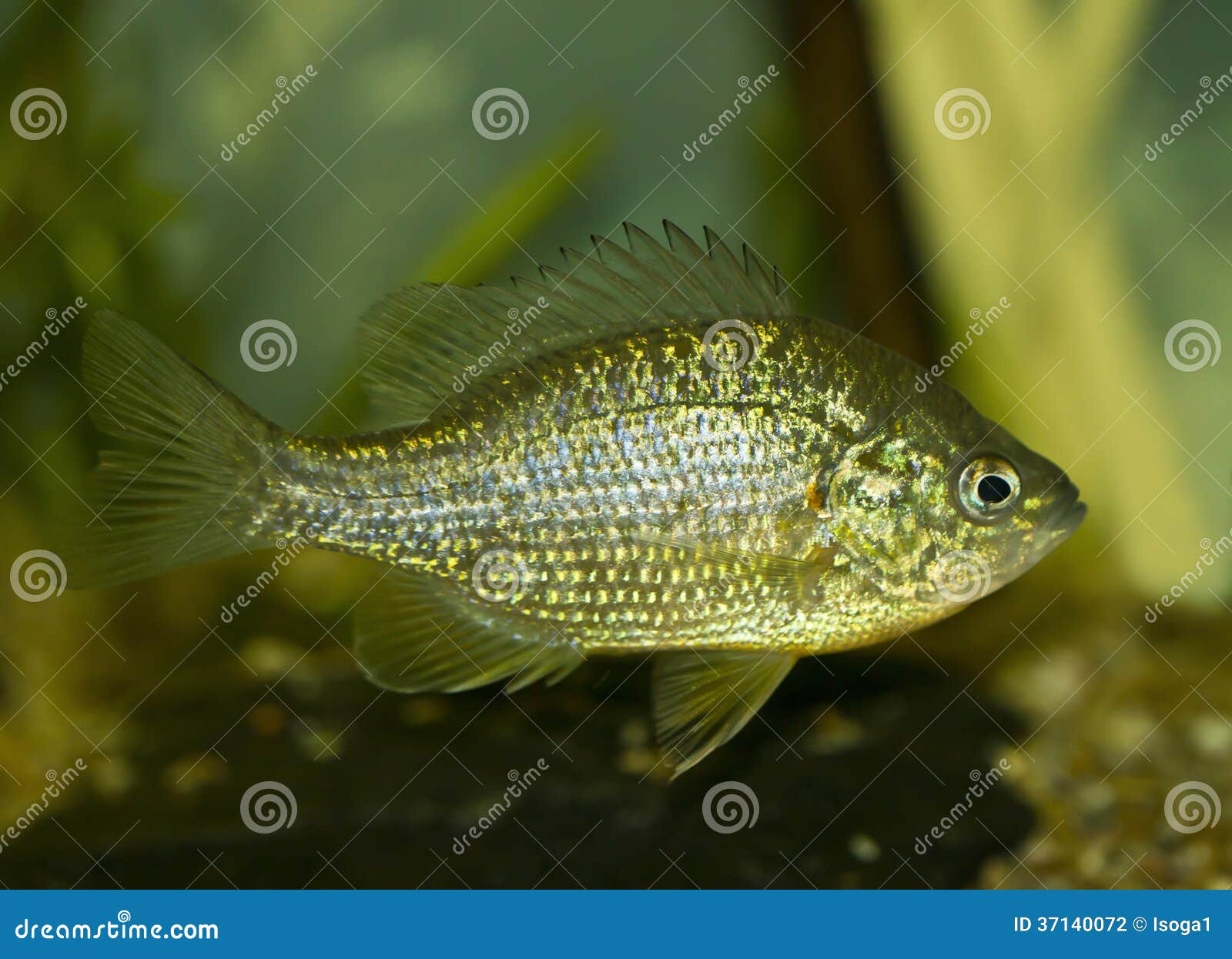 Pertica fotografia stock. Immagine di scintilla, lubrificante - 37140072